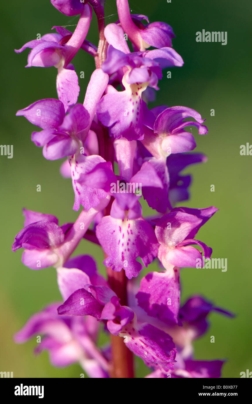 Early purple orchid orchid hi-res stock photography and images - Alamy