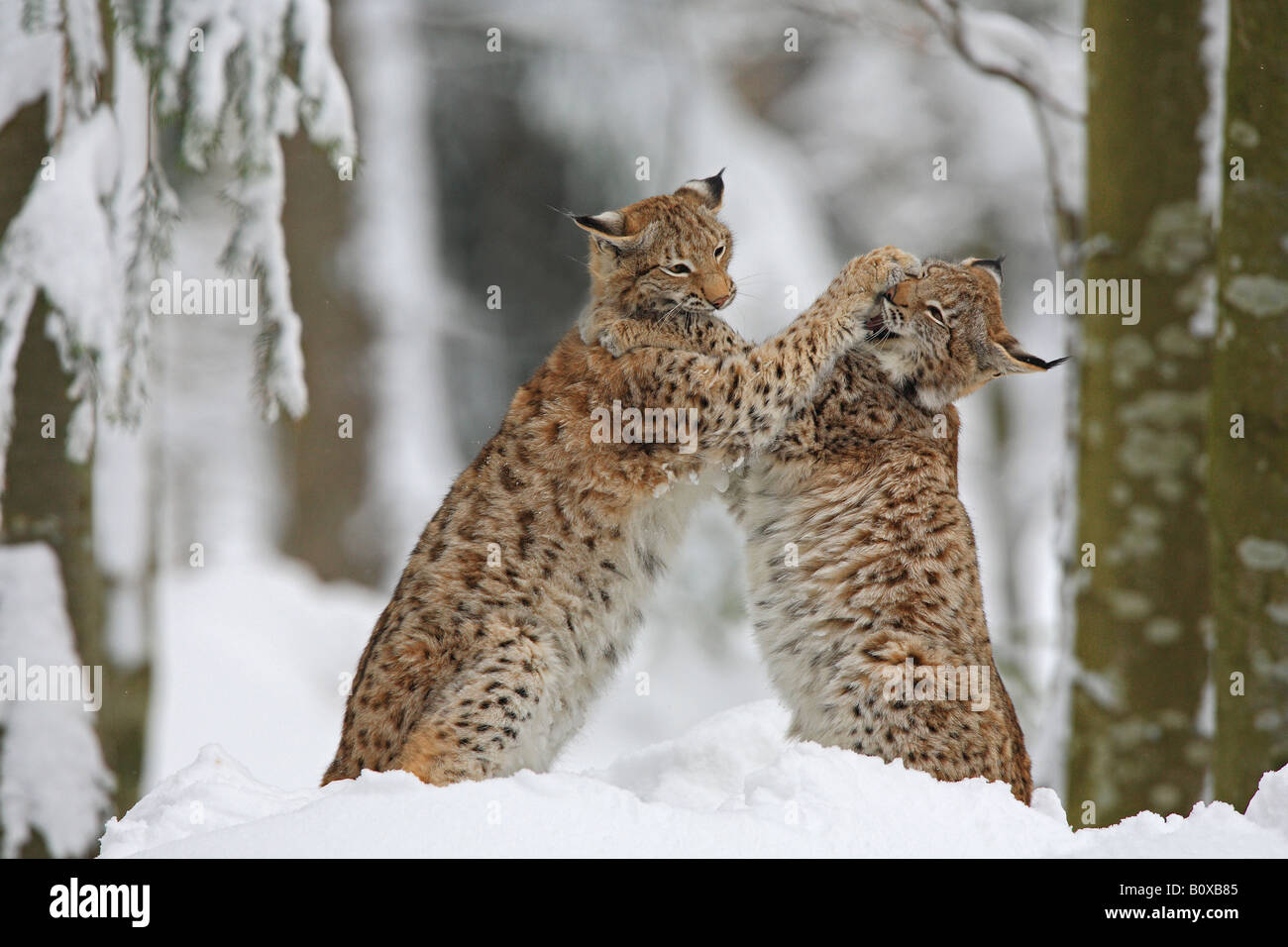 Two lynx fight hi-res stock photography and images - Alamy