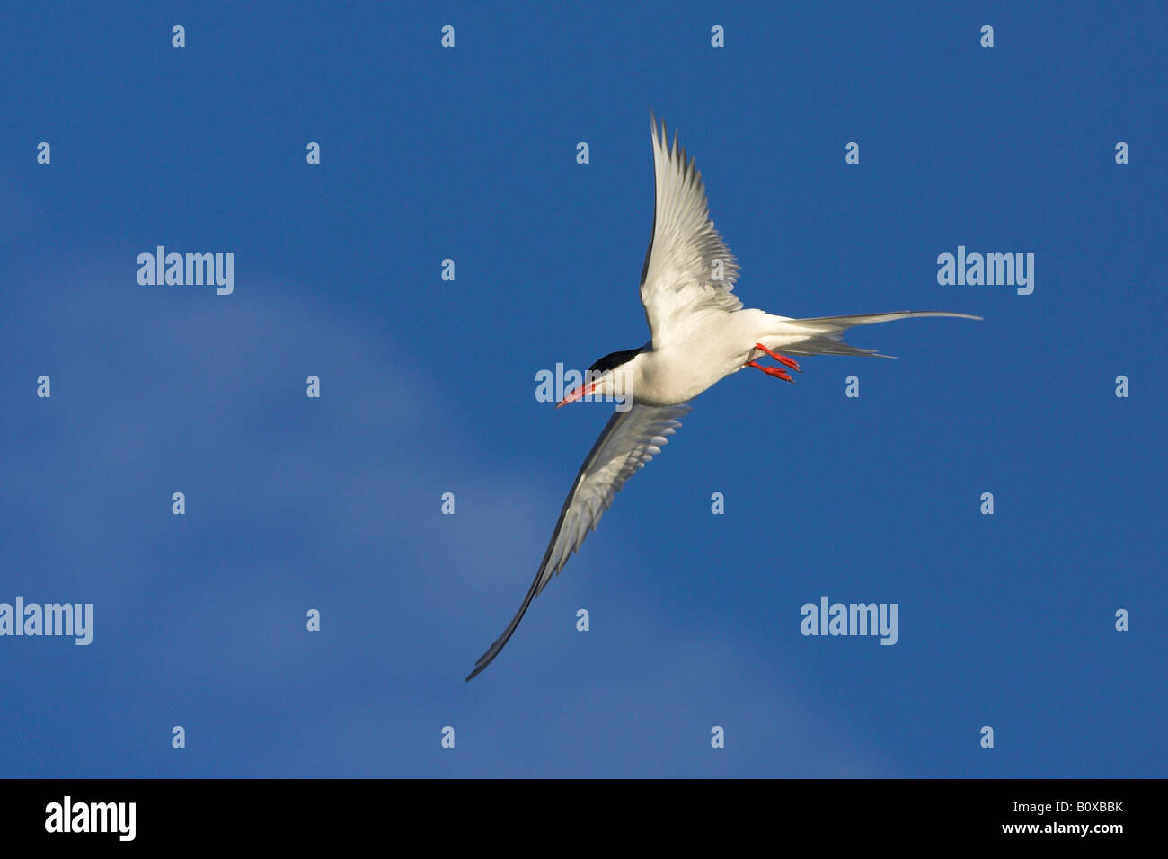 arctic tern (Sterna paradisaea), flying, Norway, Vesteralen Stock Photo ...