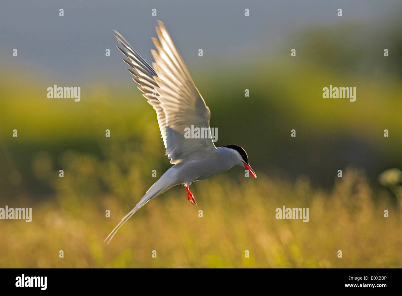 arctic tern (Sterna paradisaea), flying, Norway, Vesteralen Stock Photo ...