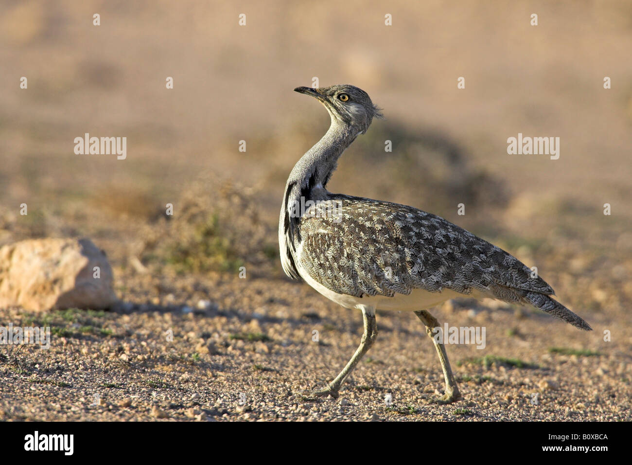 houbara bustard (Chlamydotis undulata), male going, Fuerteventura Stock ...