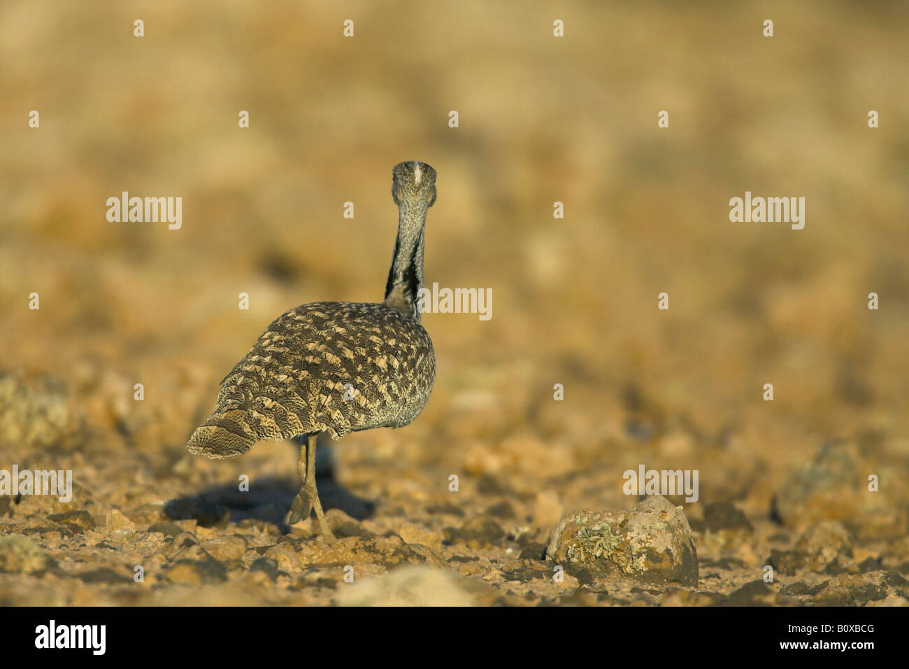 houbara bustard (Chlamydotis undulata), bach view, Fuerteventura Stock ...
