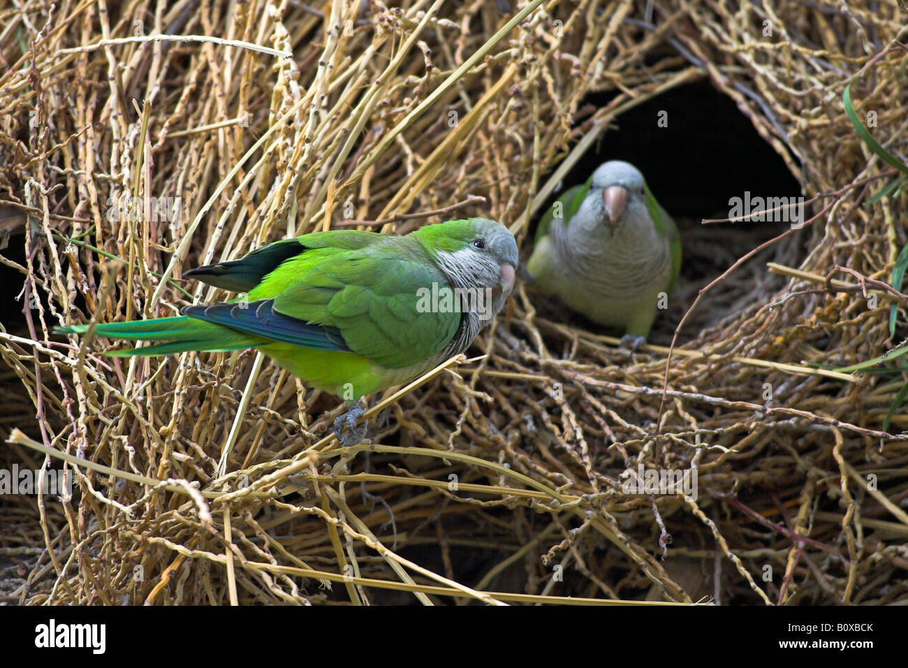 monk parakeet (Myiopsitta monachus), cuople in the nest, Fuerteventura ...