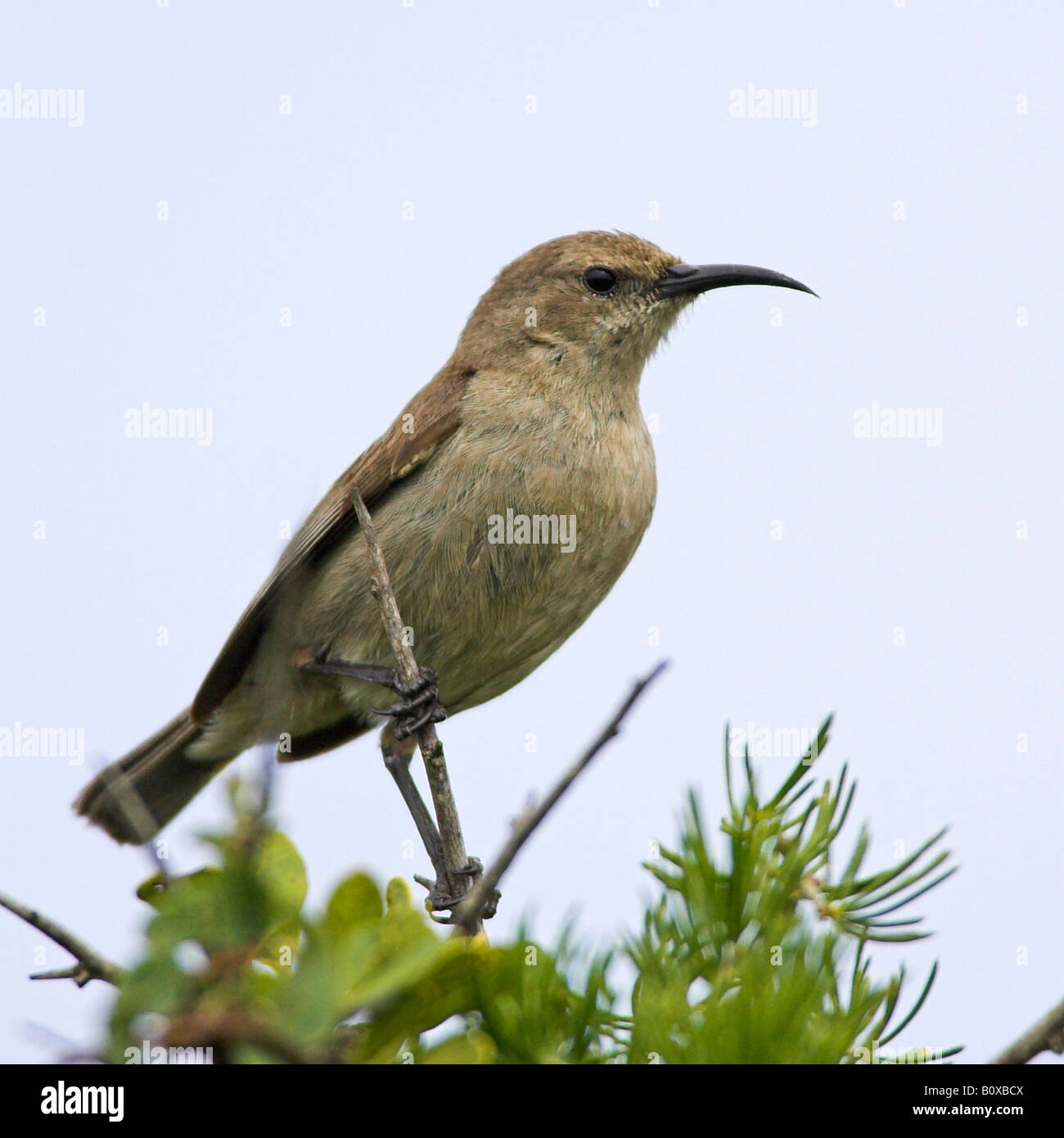 lesser double-collared sunbird (Nectarinia chalybea), female, South ...