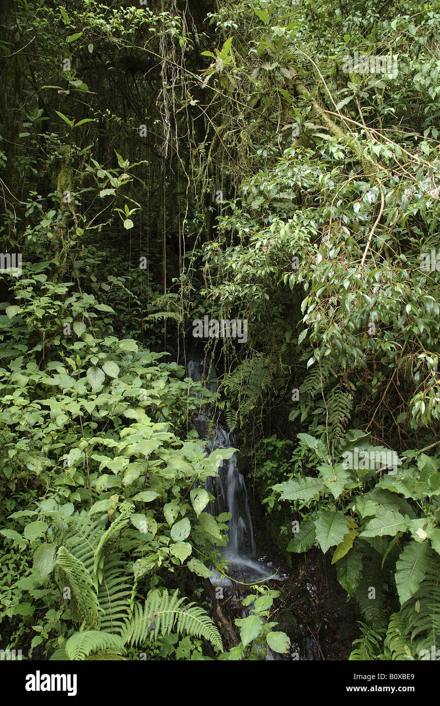 ruscello Costarica rain forest foresta pluviale foresta tropicale ...