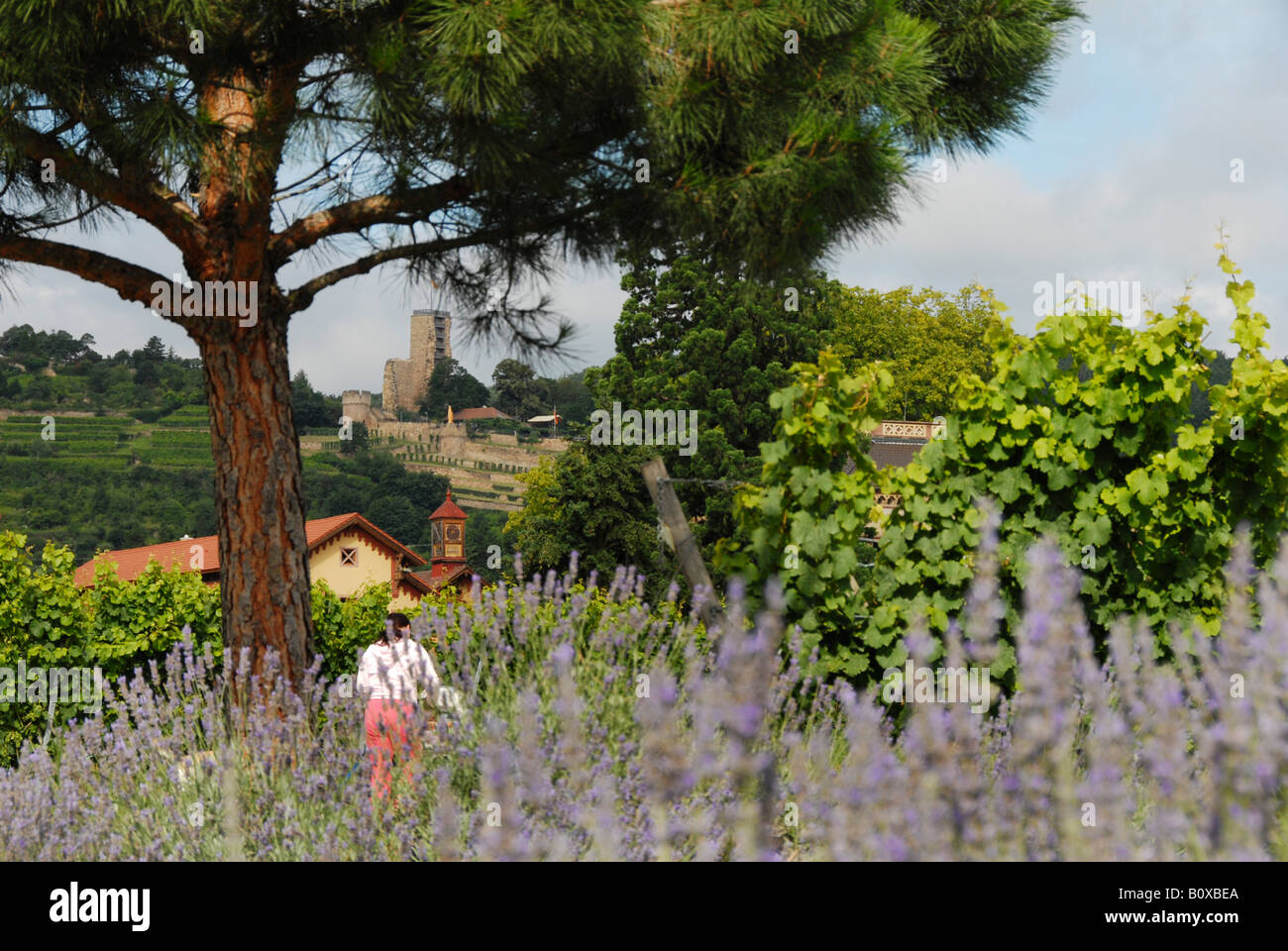Wachtenburg, vineyard and lavender, Germany, Rhineland-Palatinate ...