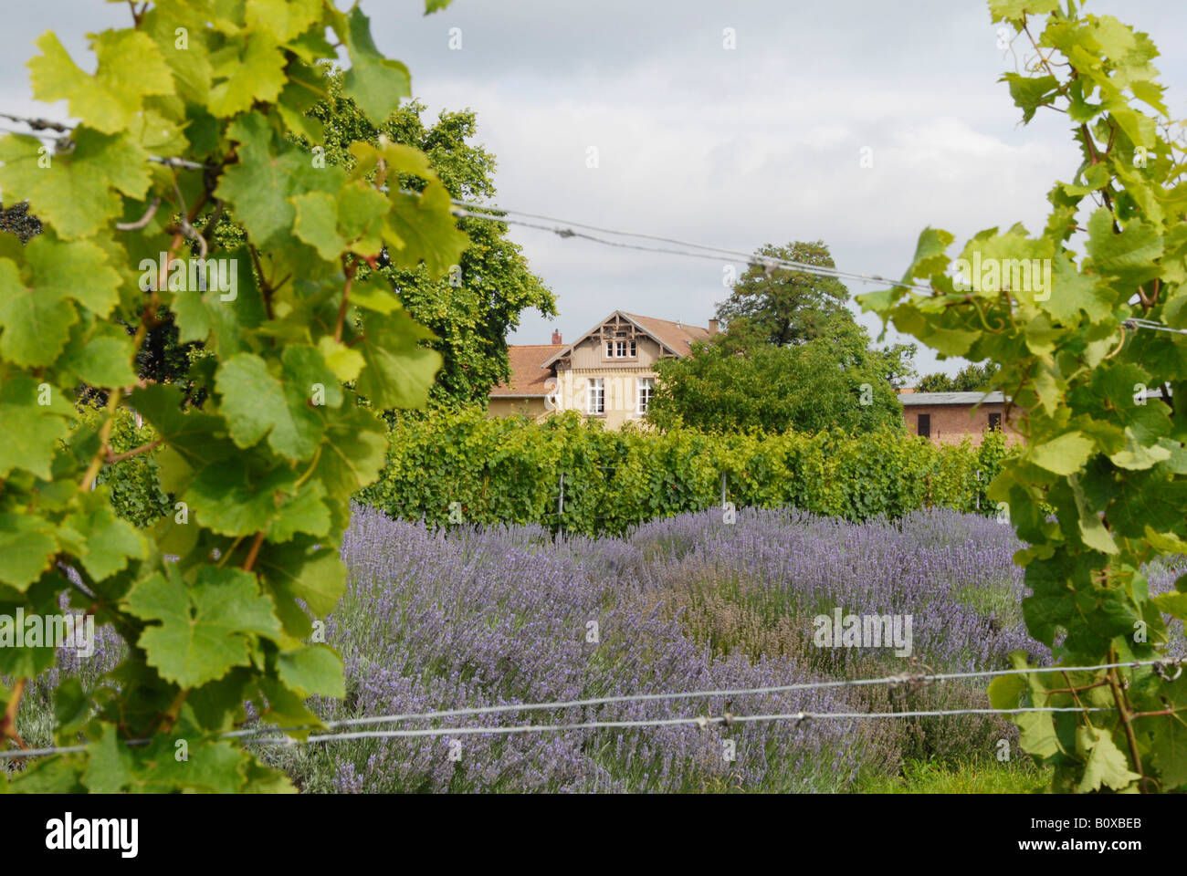 lavender (Lavandula angustifolia), viticulture at Wachenheim with ...