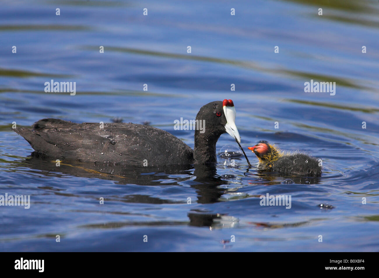 red-knobbed coot (Fulica cristata), feeding juvenile bird, South Africa ...