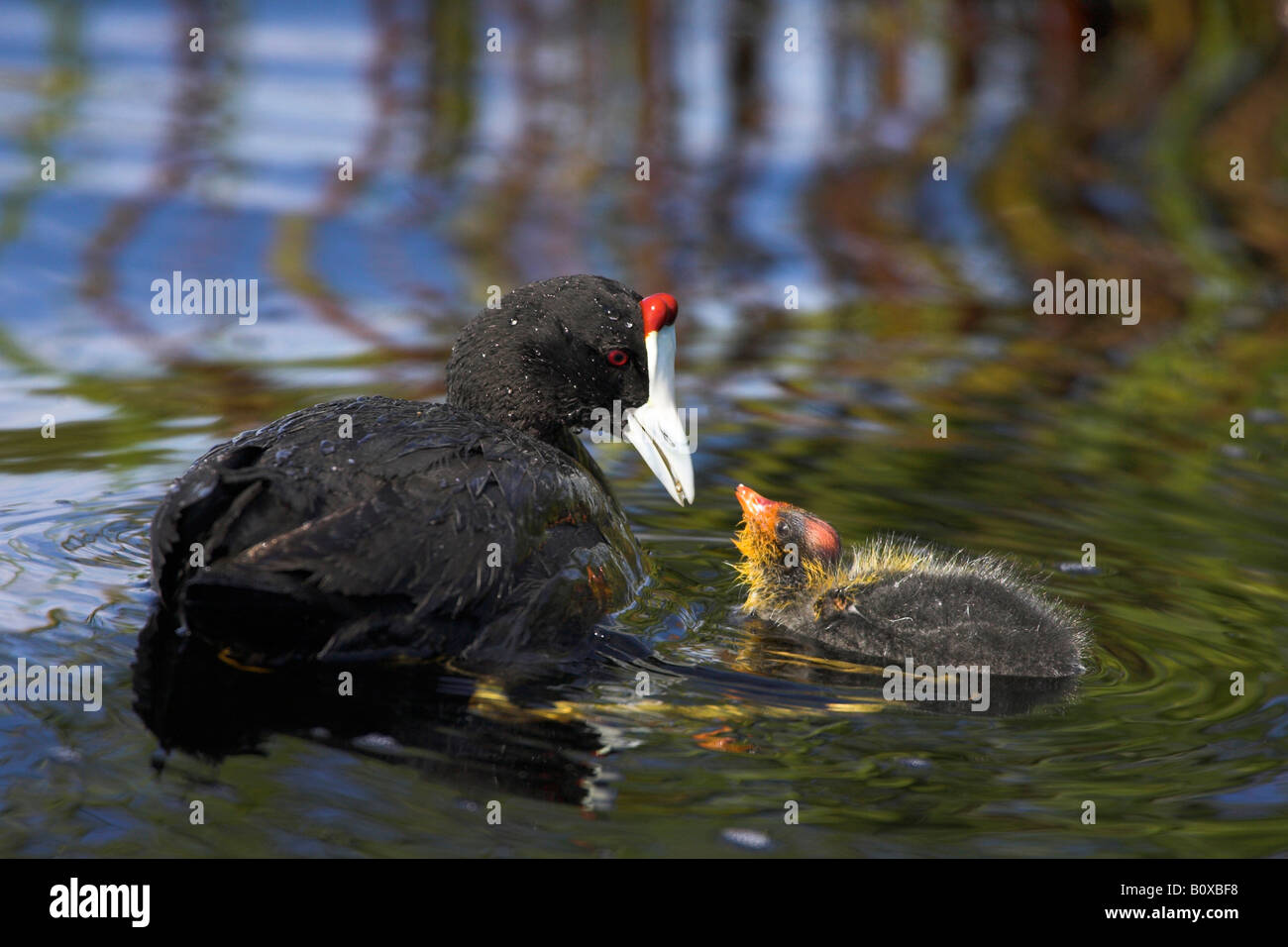Juvenile coots feeding hi-res stock photography and images - Alamy