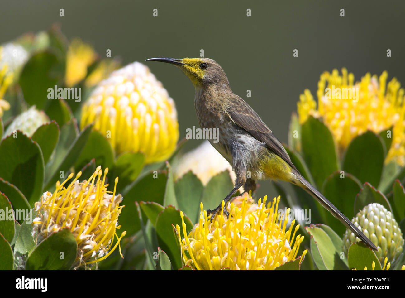Cape sugarbird (Promerops cafer), female sitting on Leucospermum ...