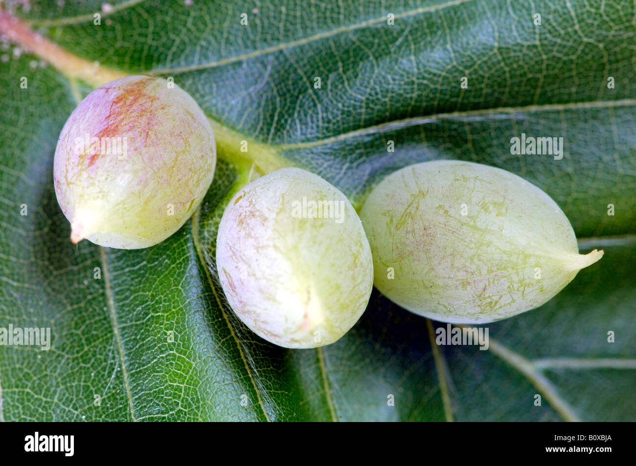 Beech galls hi-res stock photography and images - Alamy
