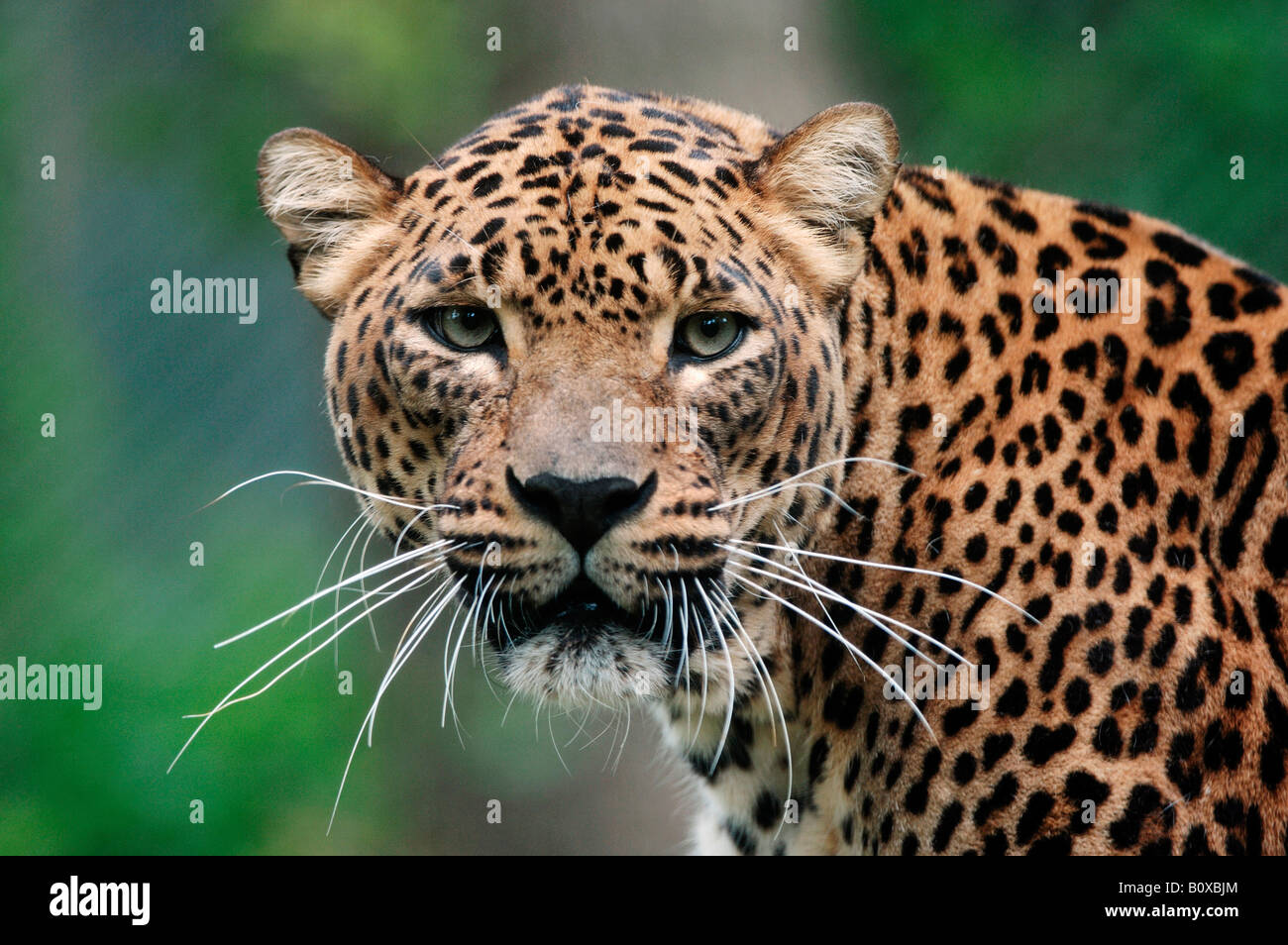 Ceylon Leopard Sri Lankan Leopard Panthera High Resolution Stock ...