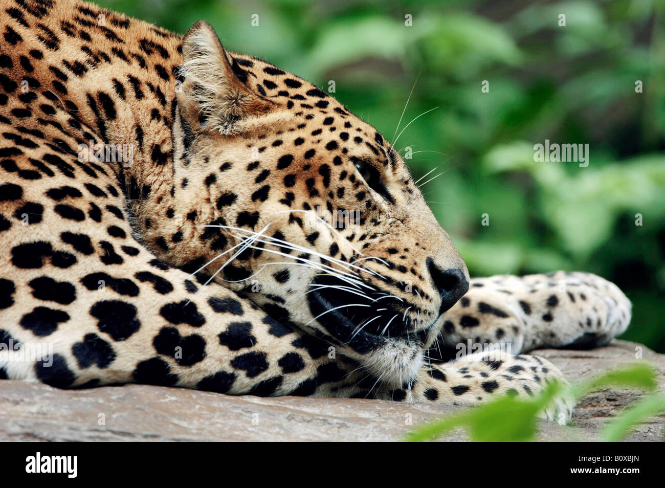 Ceylon Leopard Sri Lankan Leopard Panthera High Resolution Stock ...