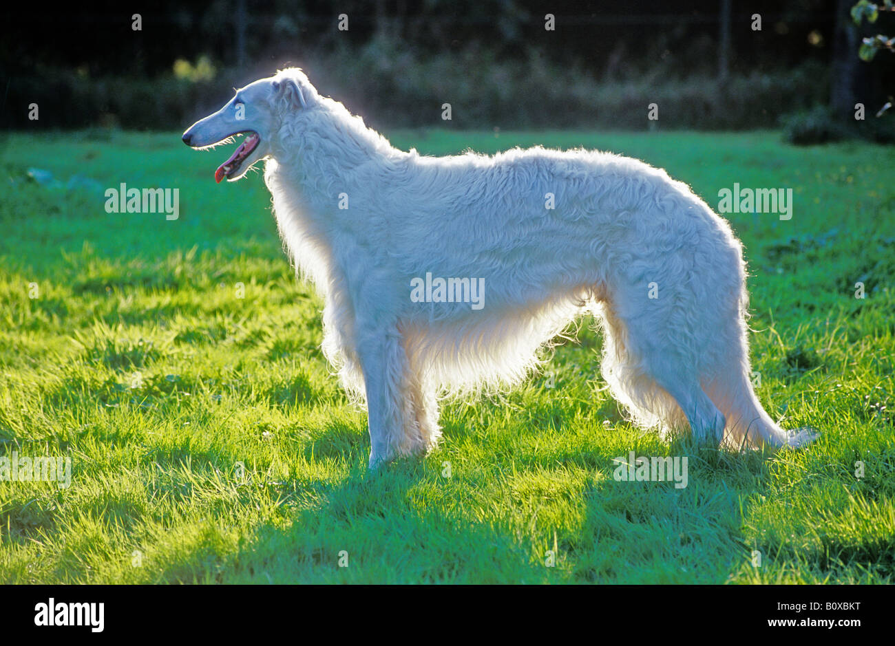 Borzoi Hound, Russian Wolfhound (Canis lupus familiaris). Russian sight ...