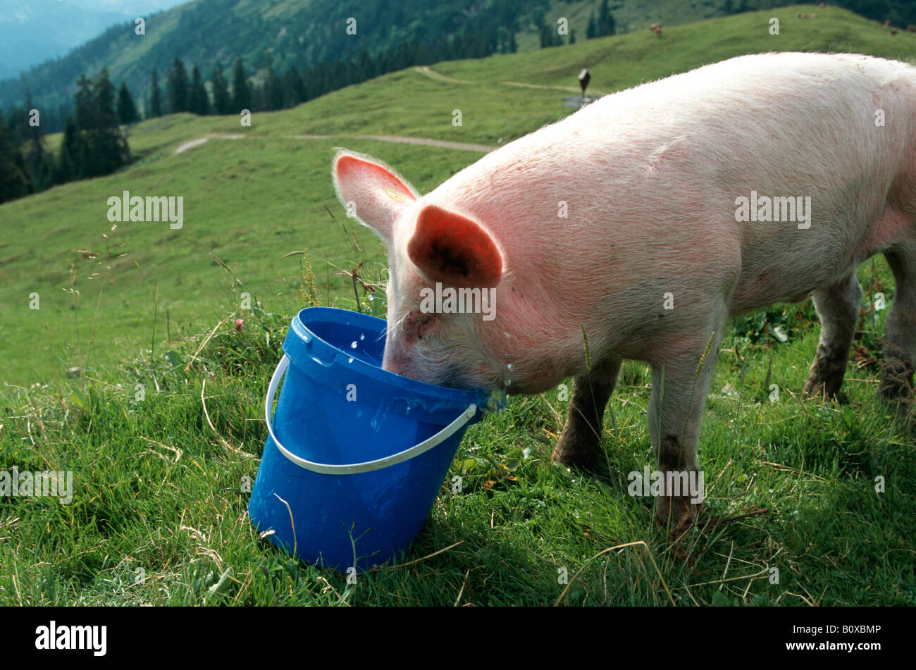 Pig bucket hi-res stock photography and images - Alamy