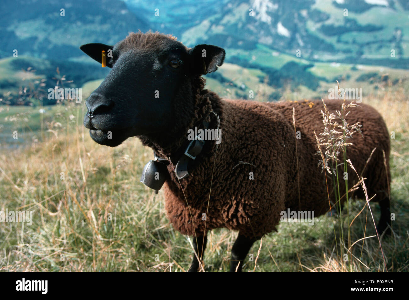 domestic sheep (Ovis ammon f. aries), on alpine pasture, Switzerland ...