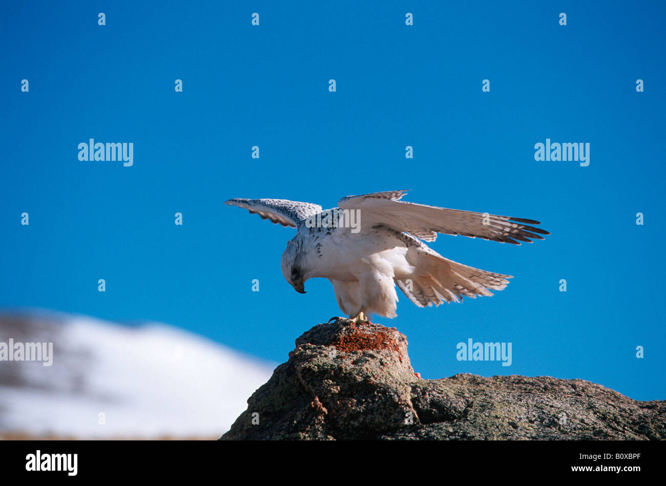 White falcon hi-res stock photography and images - Alamy