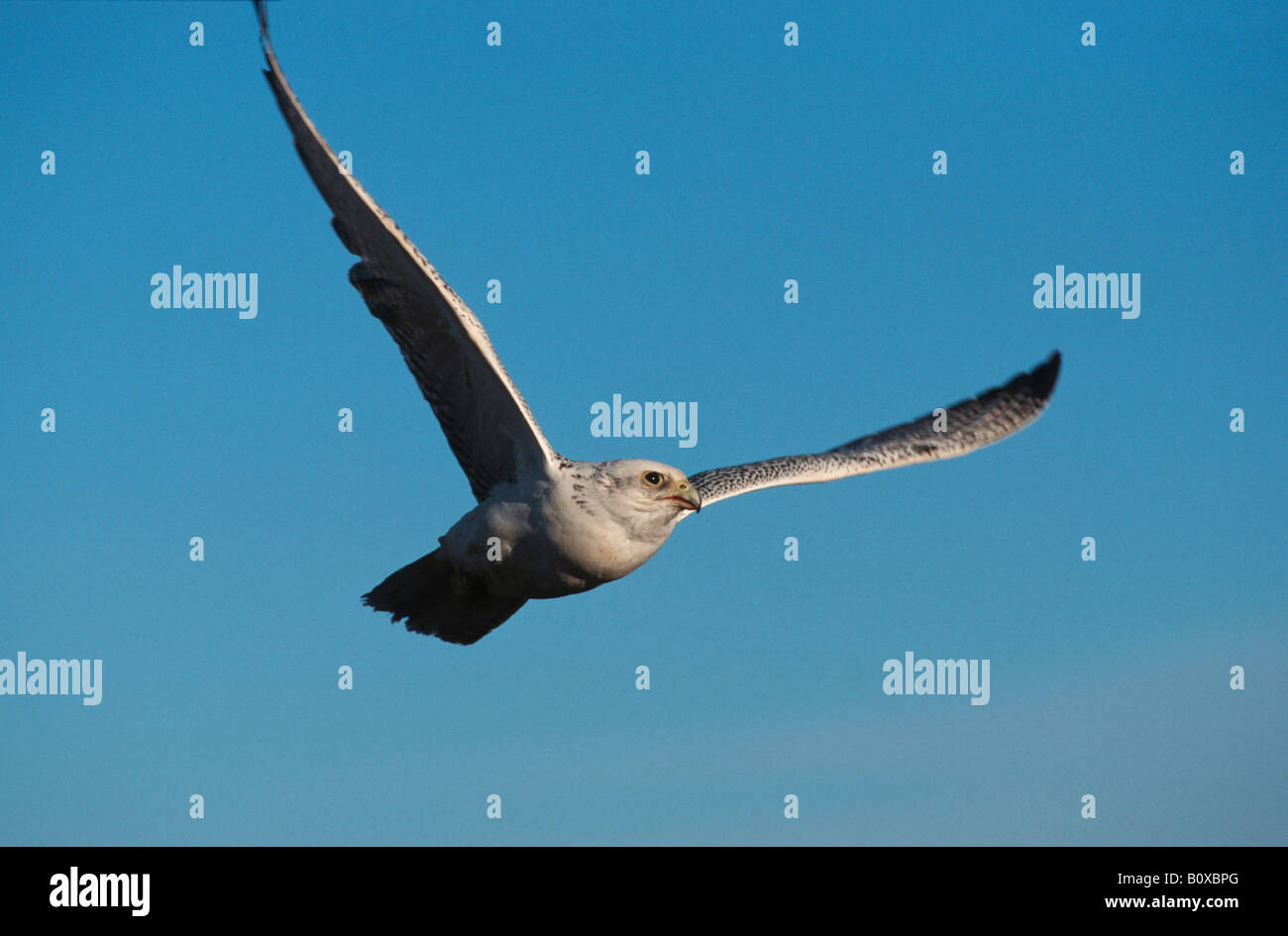 White falcon hi-res stock photography and images - Alamy