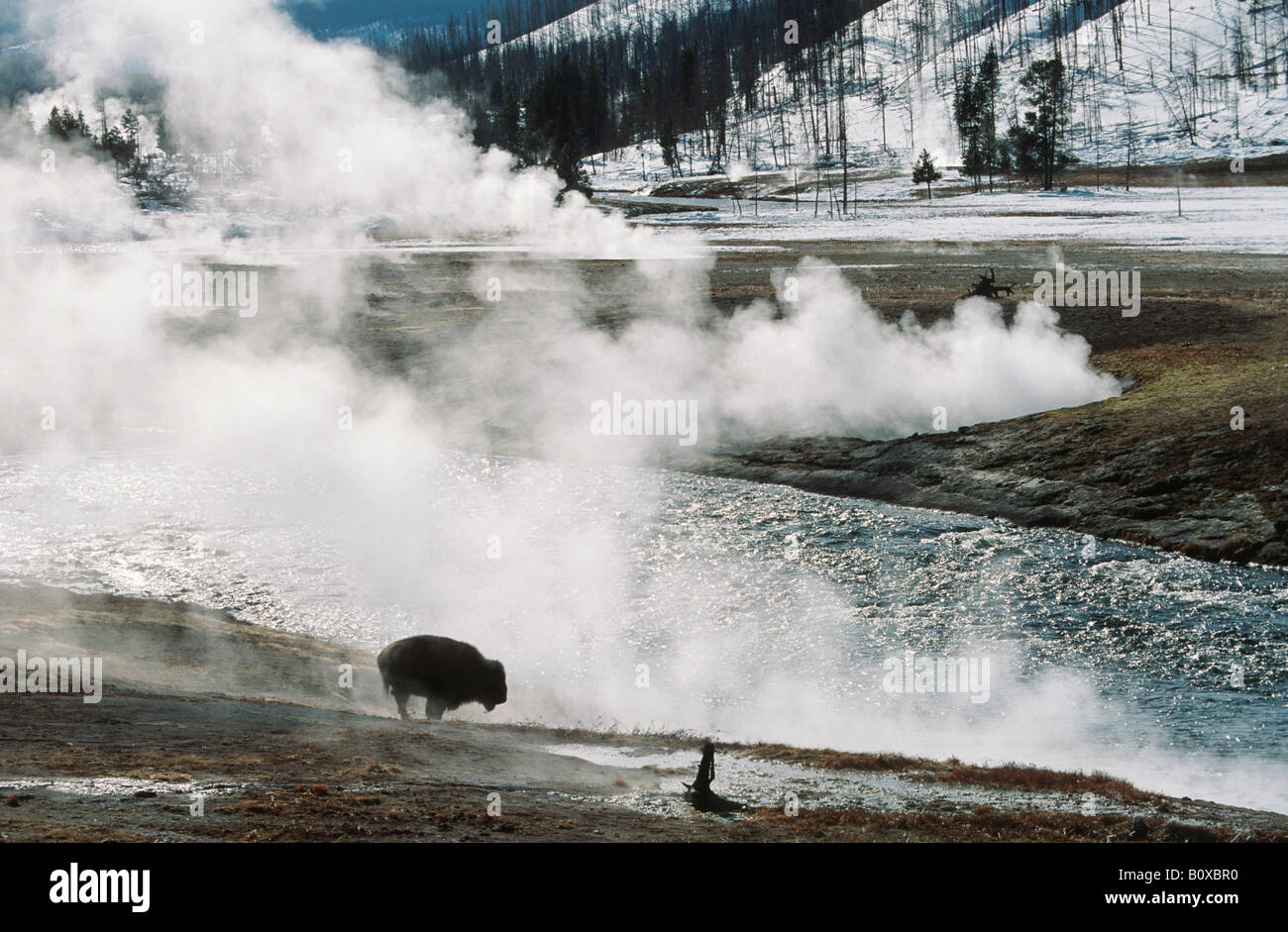 American bison, buffalo (Bison bison), with hot springs, USA ...
