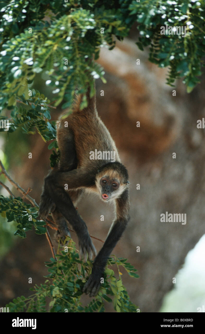 Monkey hanging from tail hi-res stock photography and images - Alamy
