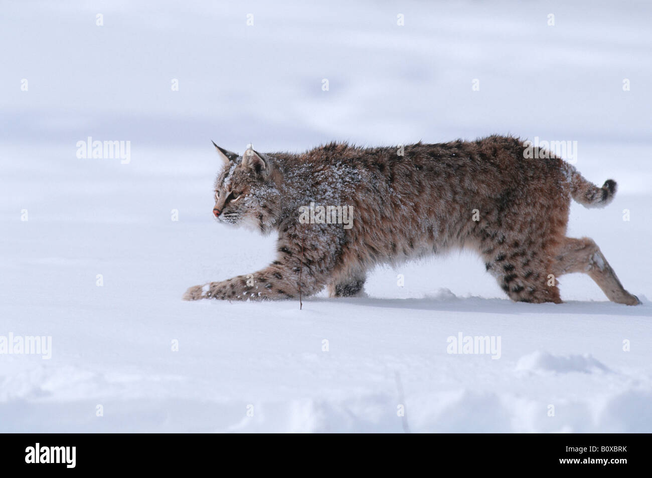 bobcat (Lynx rufus), walking in snow Stock Photo - Alamy