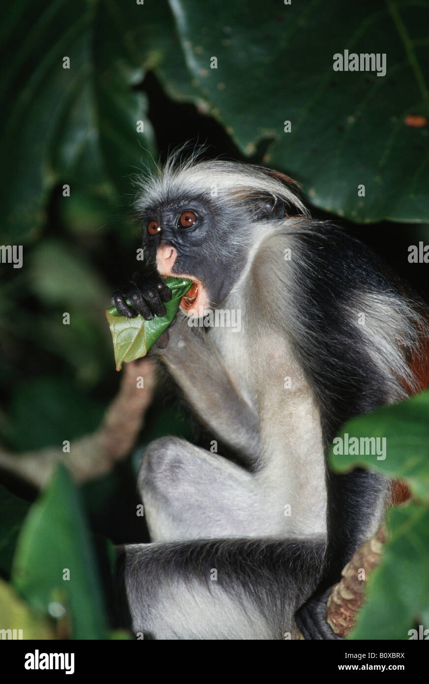 Piliocolobus badius hi-res stock photography and images - Alamy