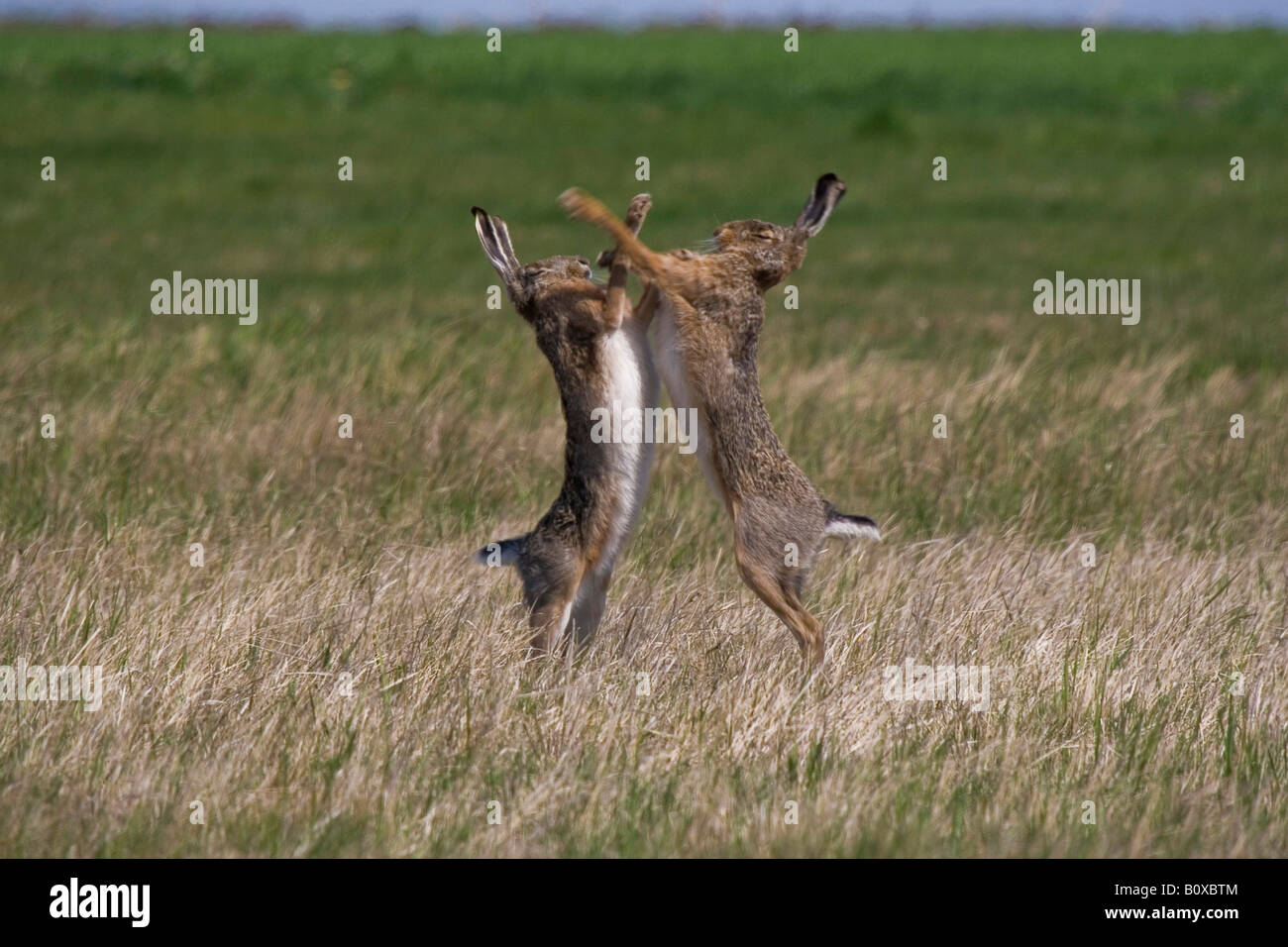 Rabbits mating High Resolution Stock Photography and Images - Alamy