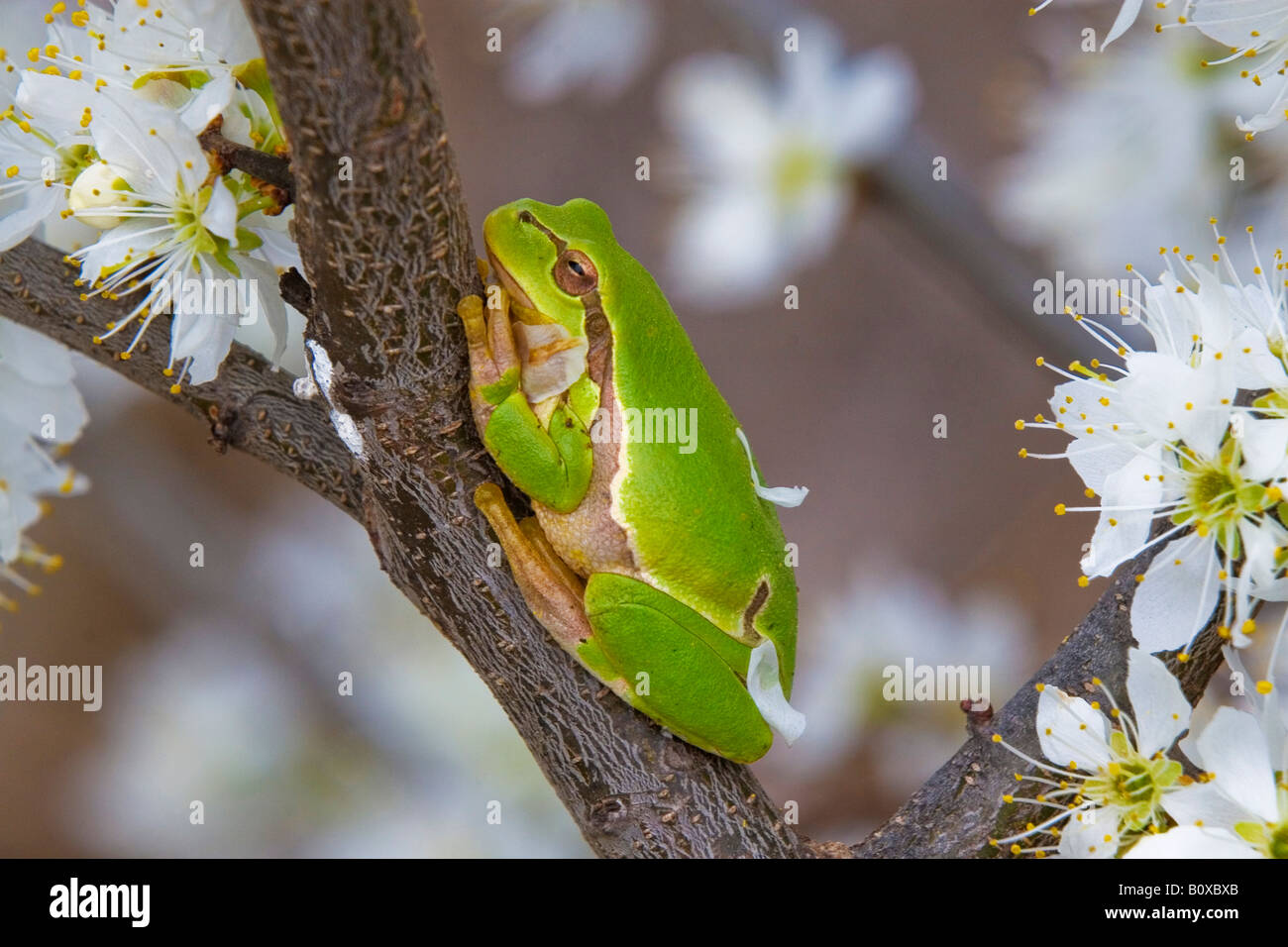 Tree frog on flowers hi-res stock photography and images - Alamy