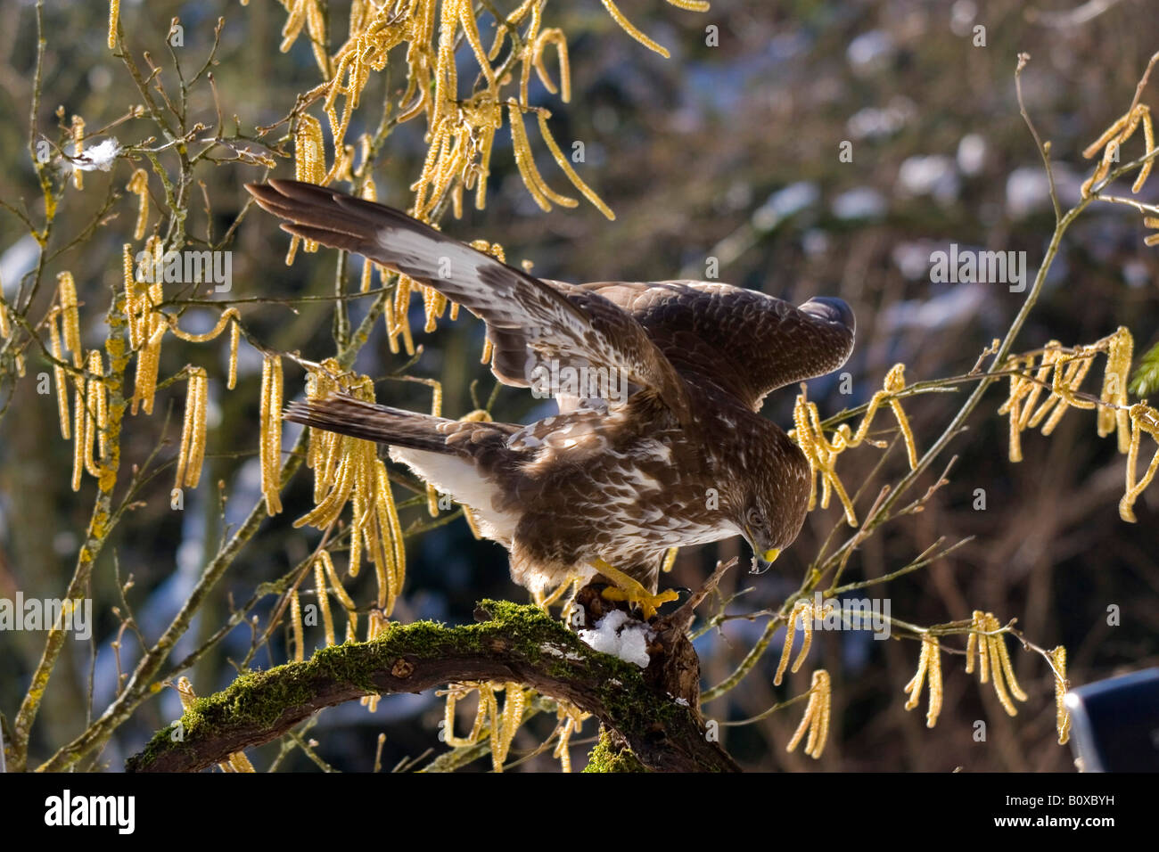 Eurasian buzzard (Buteo buteo), single animal landing on a branch ...