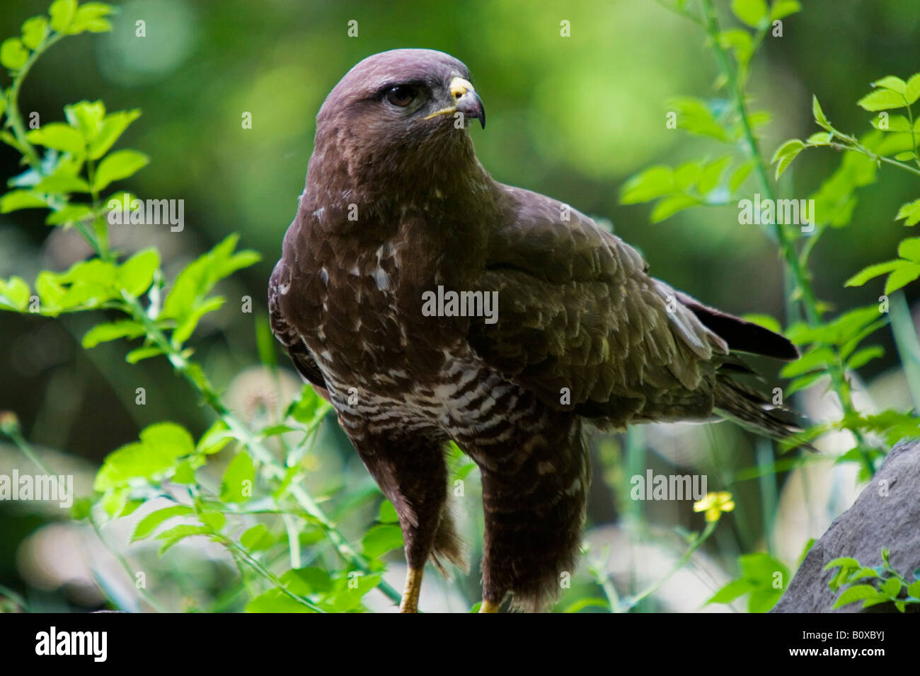 Eurasian buzzard (Buteo buteo), front view of a single animal ...