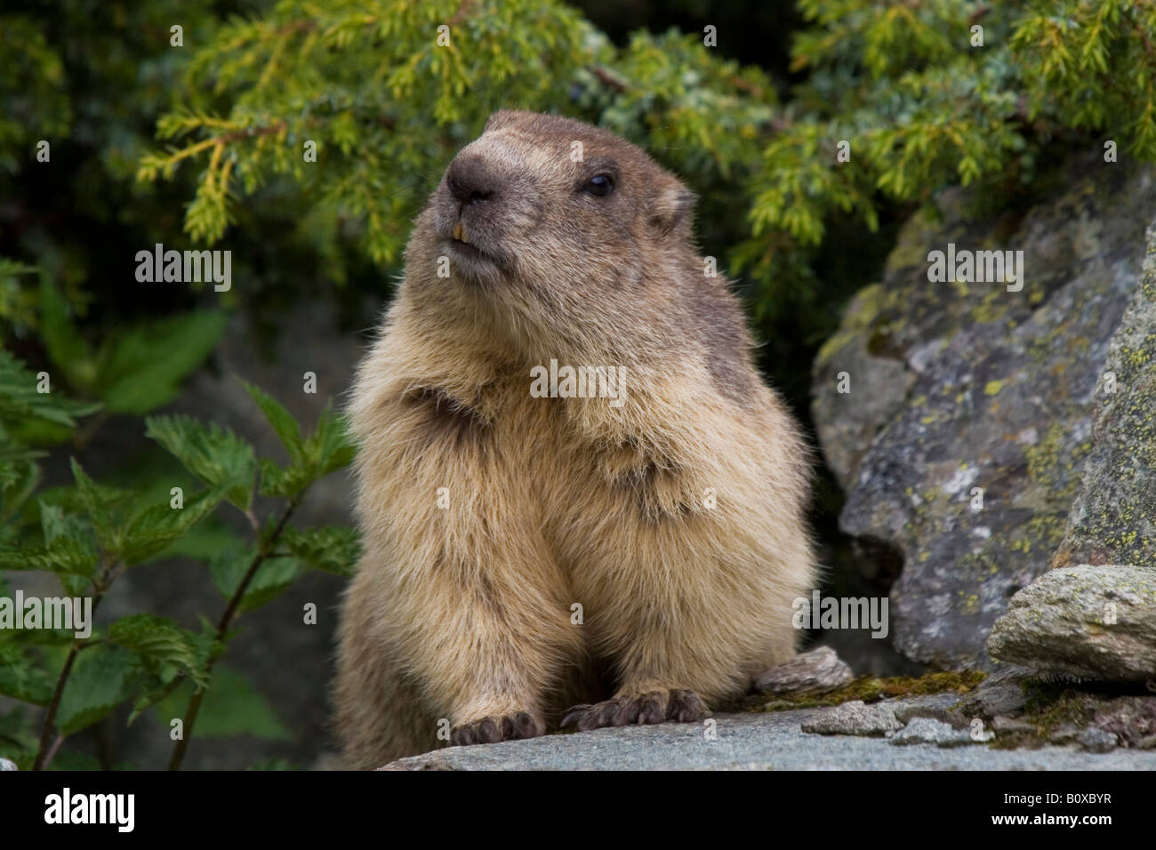 alpine marmot (Marmota marmota), front view single animal, Switzerland ...