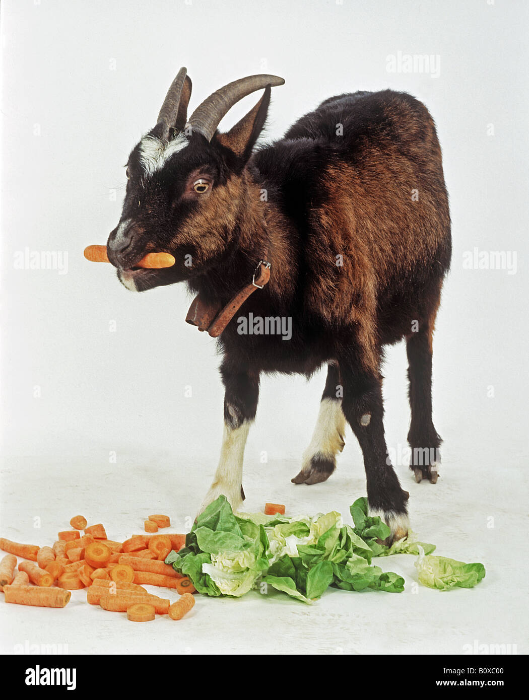 Domestic Goat. Adult eating a carrot. Studio picture against a white ...