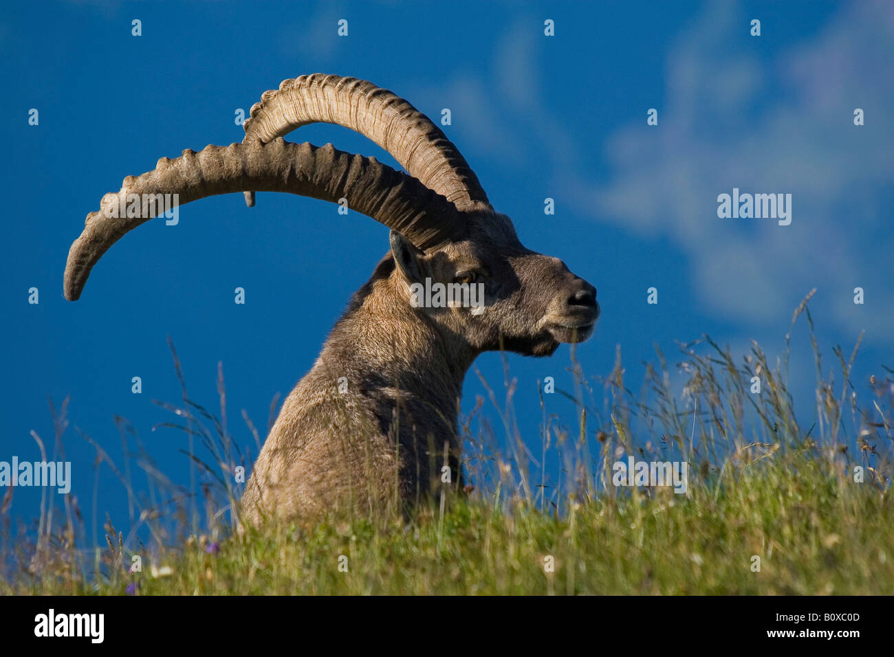 alpine ibex (Capra ibex), buck with impressive horns, Switzerland ...