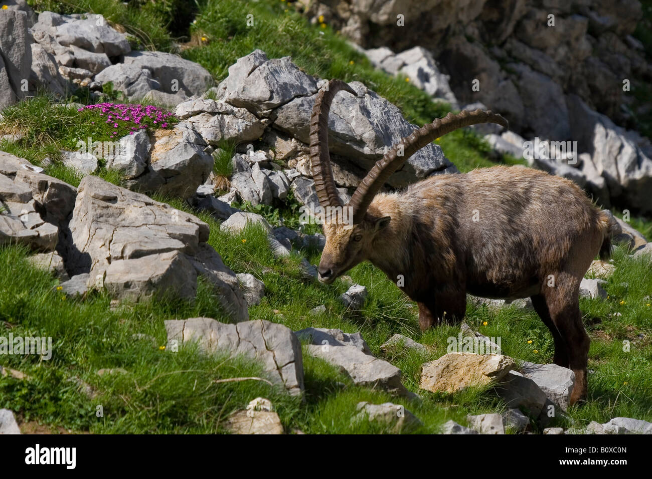 alpine ibex (Capra ibex), adult buck feeding, Switzerland, Appenzell ...