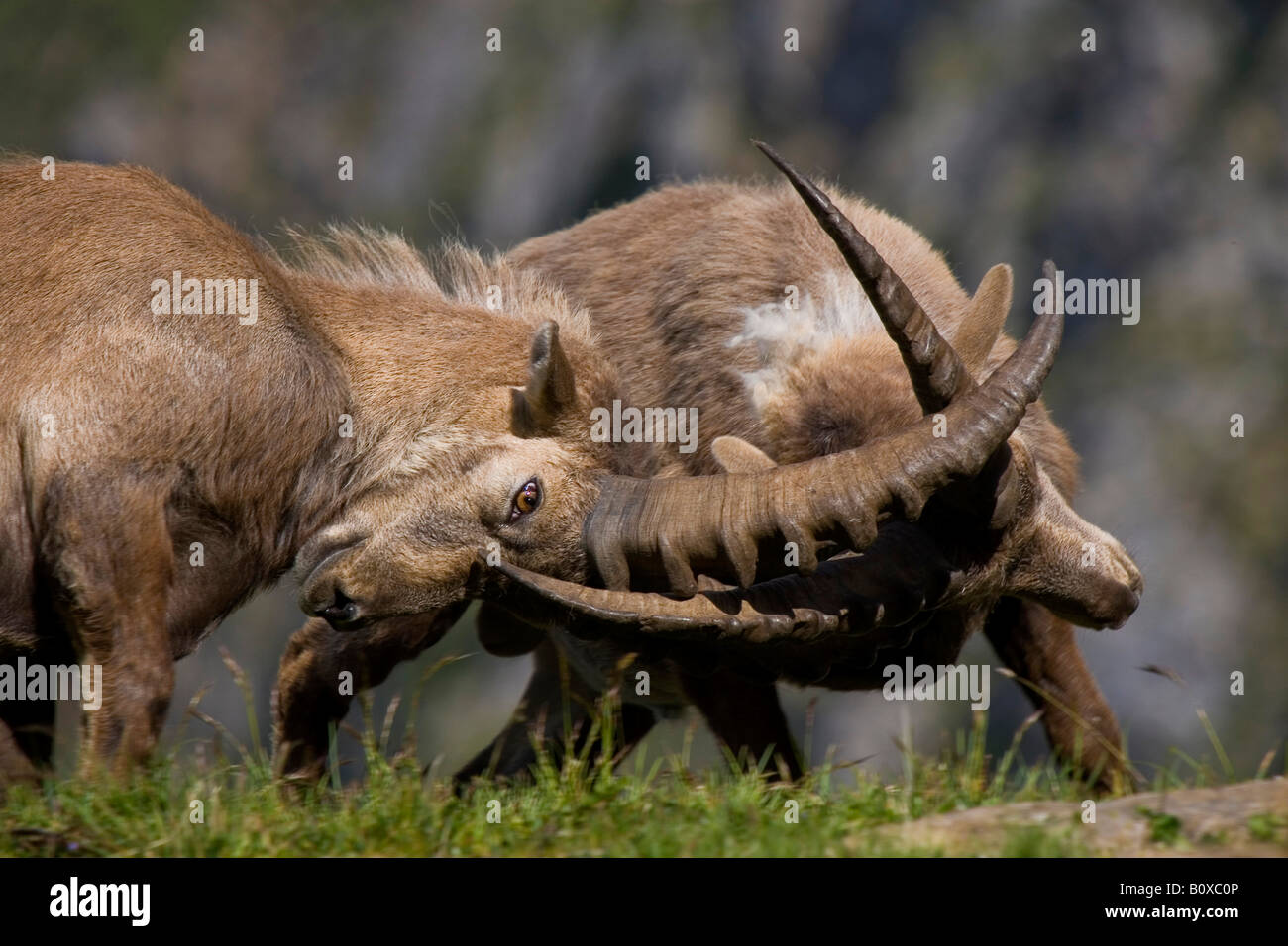 alpine ibex (Capra ibex), two fighting bucks, Switzerland, Appenzell ...