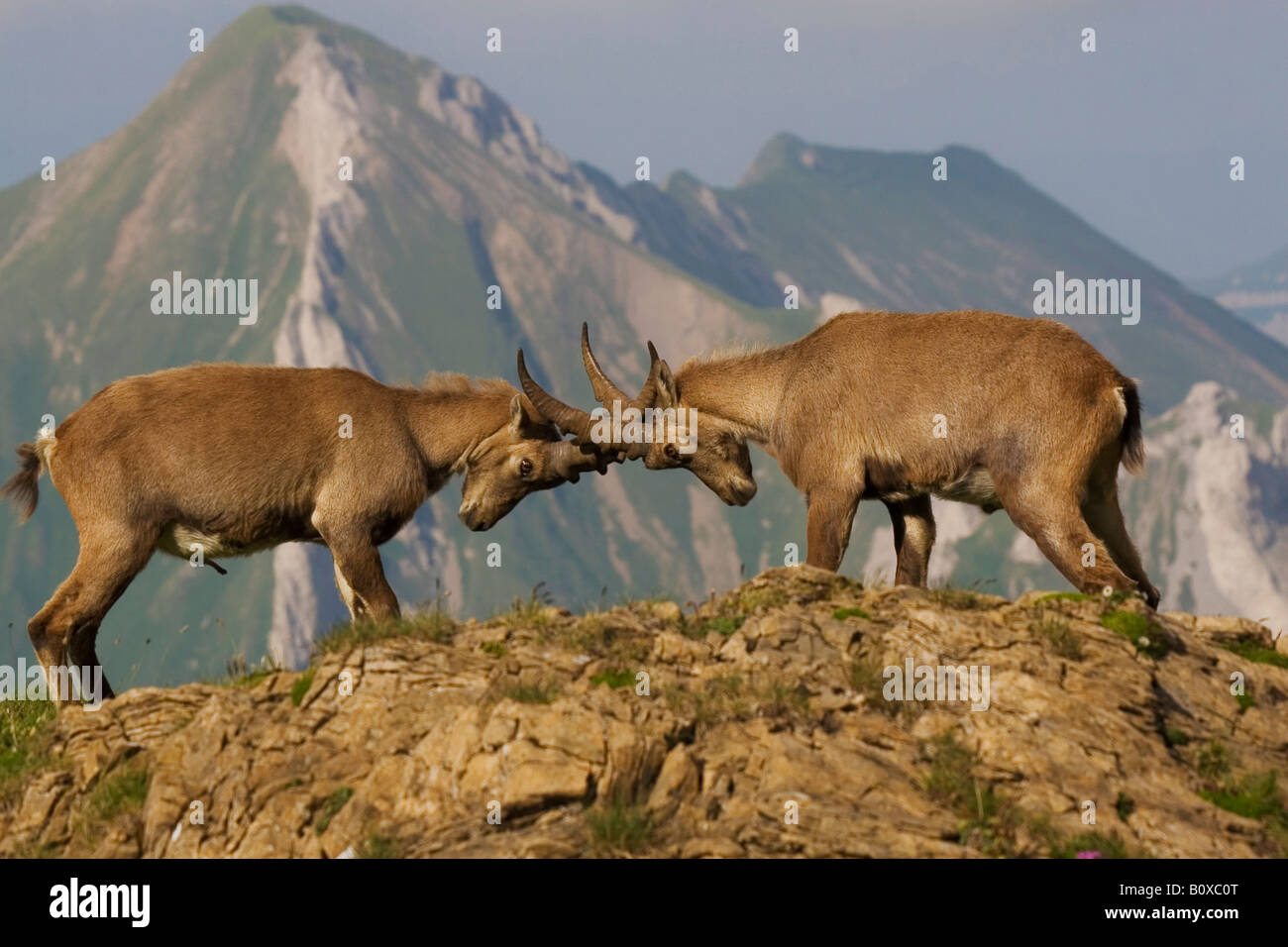 alpine ibex (Capra ibex), two fighting bucks, Switzerland, Appenzell ...