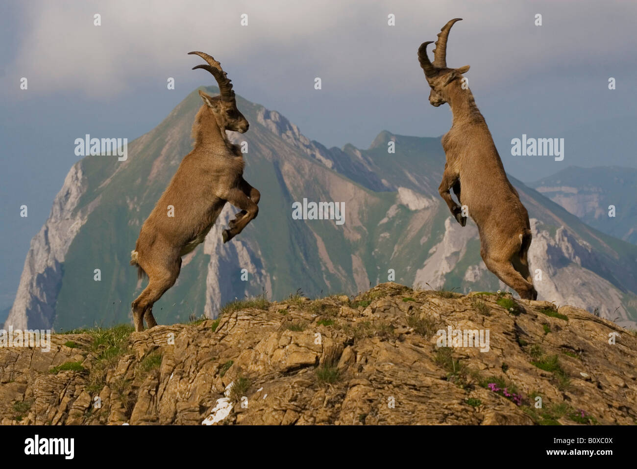 alpine ibex (Capra ibex), two fighting bucks, Switzerland, Appenzell ...