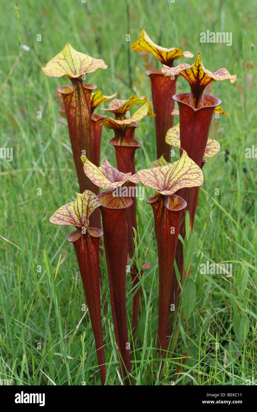 Carnivorous Plant Trumpet Pitcher Plants Sarracenia flava var ...
