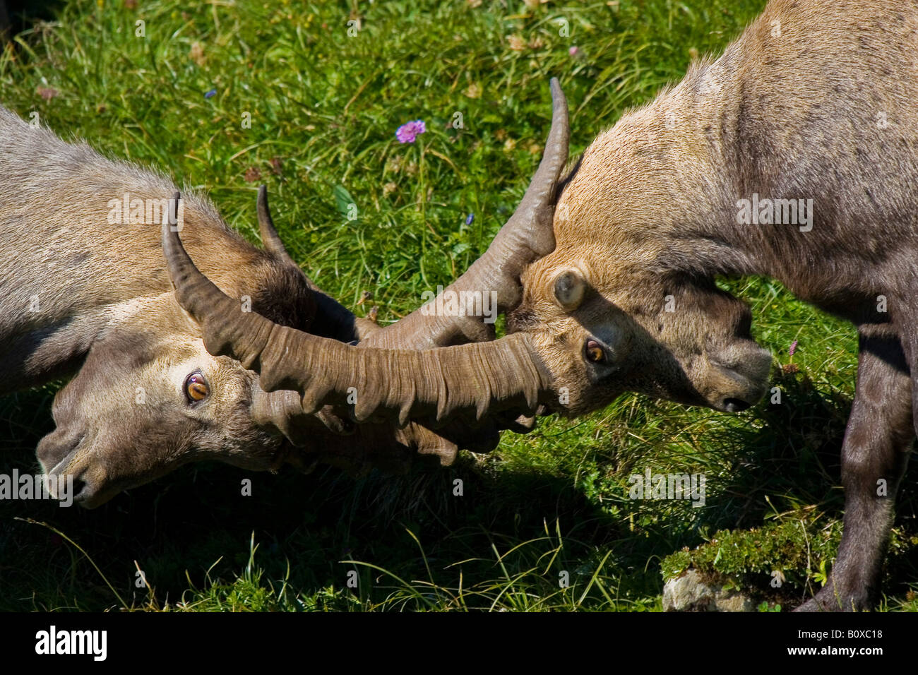 alpine ibex (Capra ibex), two fighting bucks, Switzerland, Appenzell ...