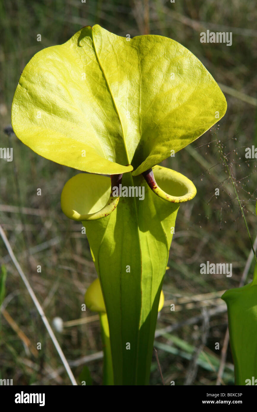 Trumpet pitcher plants hi-res stock photography and images - Alamy
