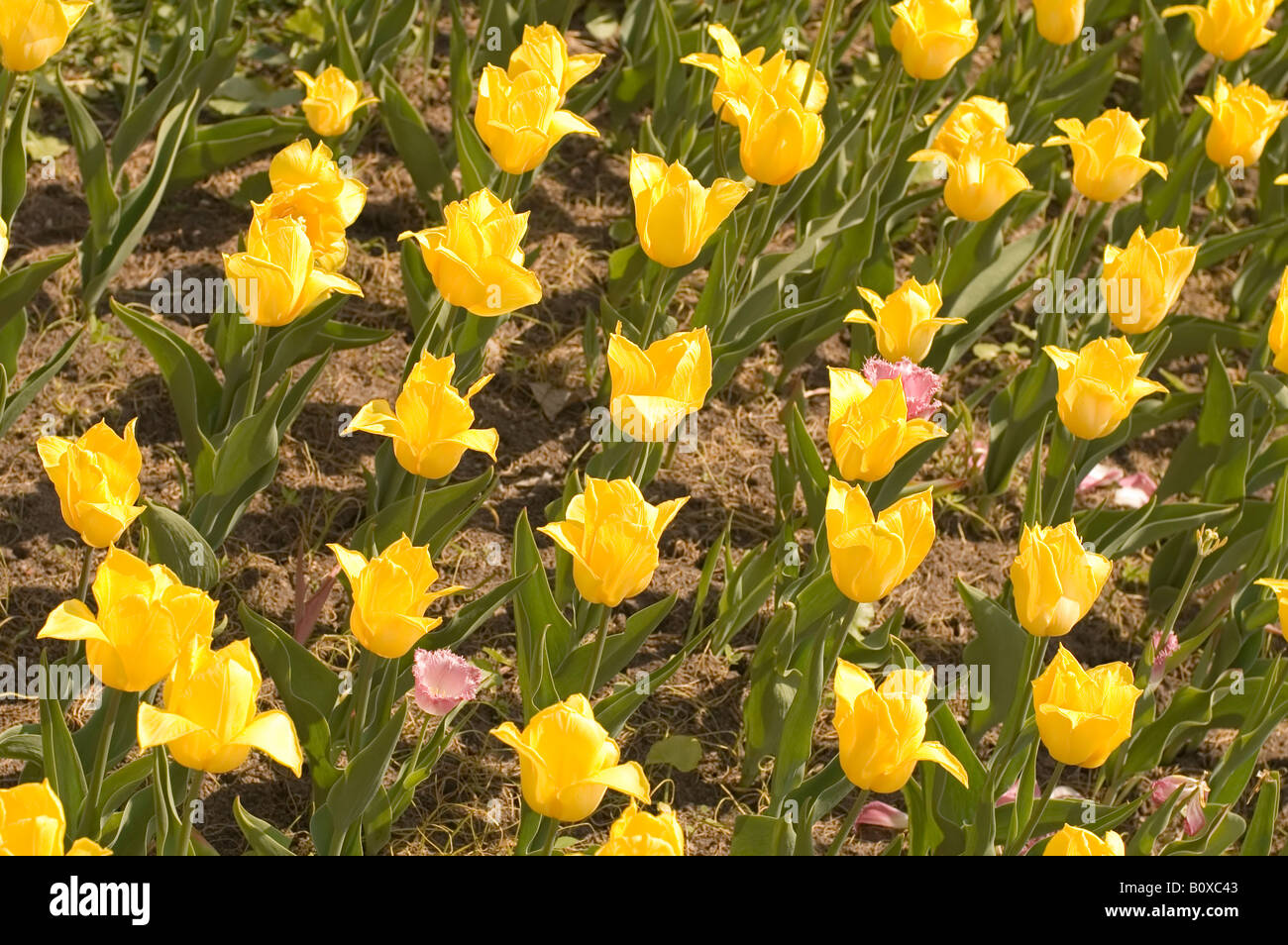 nature landscape spring flower tulip Stock Photo - Alamy