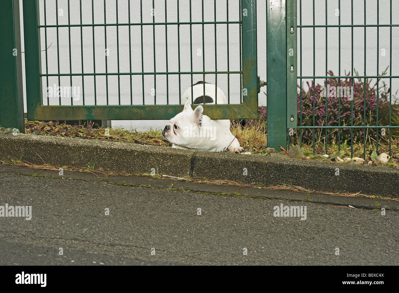 Dog under the fence hi-res stock photography and images - Alamy