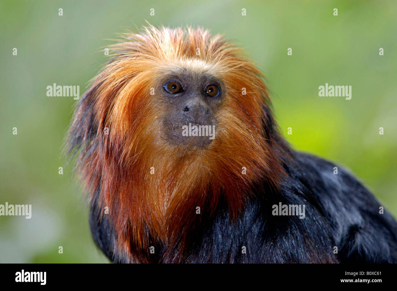 Golden Lion Tamarin Closeup High Resolution Stock Photography and ...