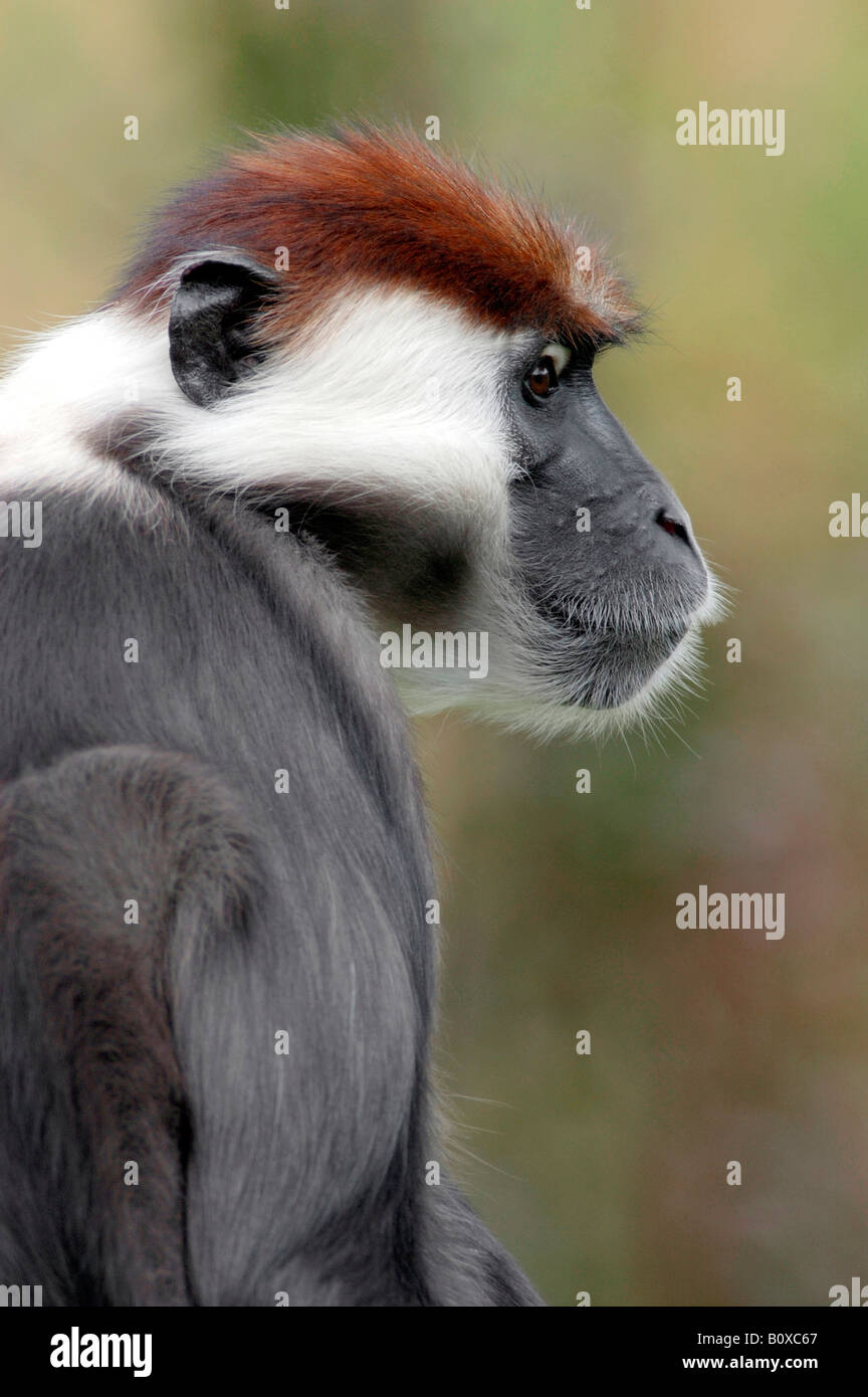 Crowned Male Head High Resolution Stock Photography and Images - Alamy