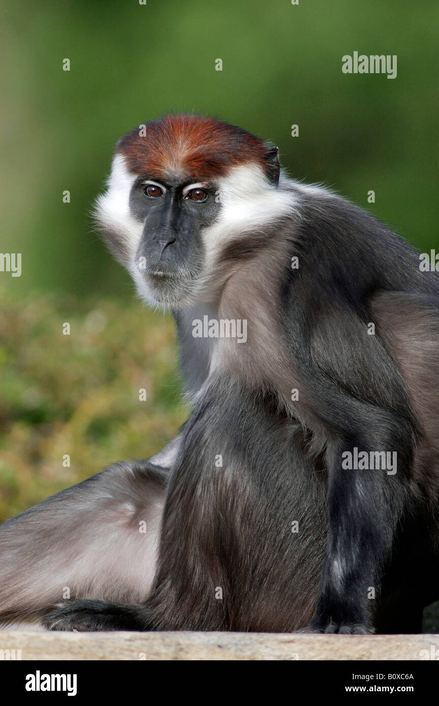 White crowned mangabey hi-res stock photography and images - Alamy