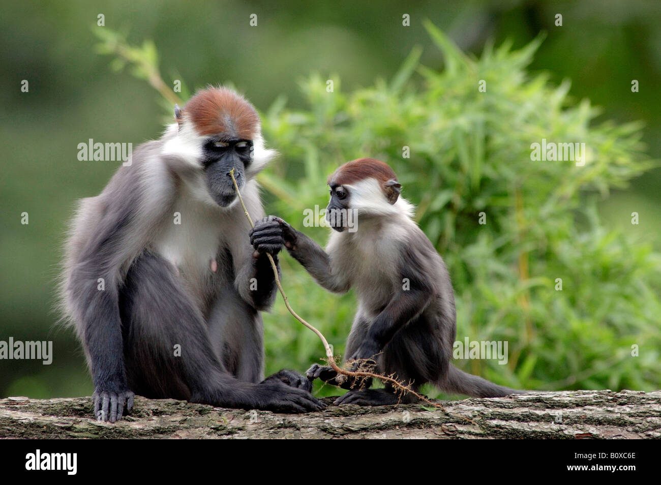 White crowned mangabey hi-res stock photography and images - Alamy