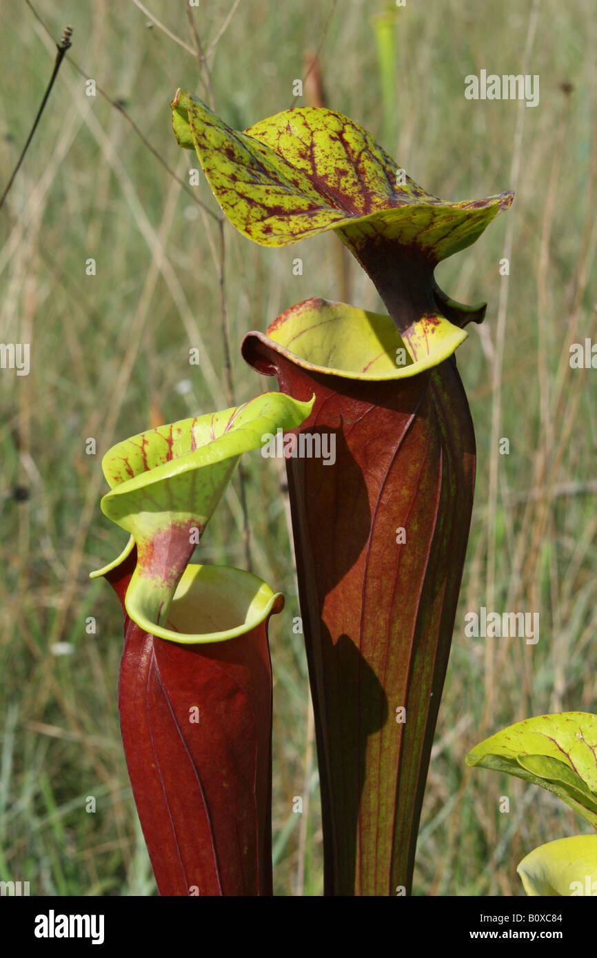 Carnivorous Plant Trumpet Pitcher Plants Sarracenia flava var ...