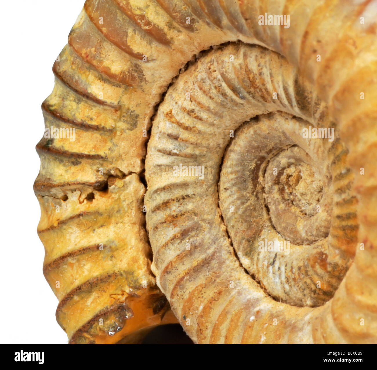 Ammonite isolated on white background Stock Photo - Alamy