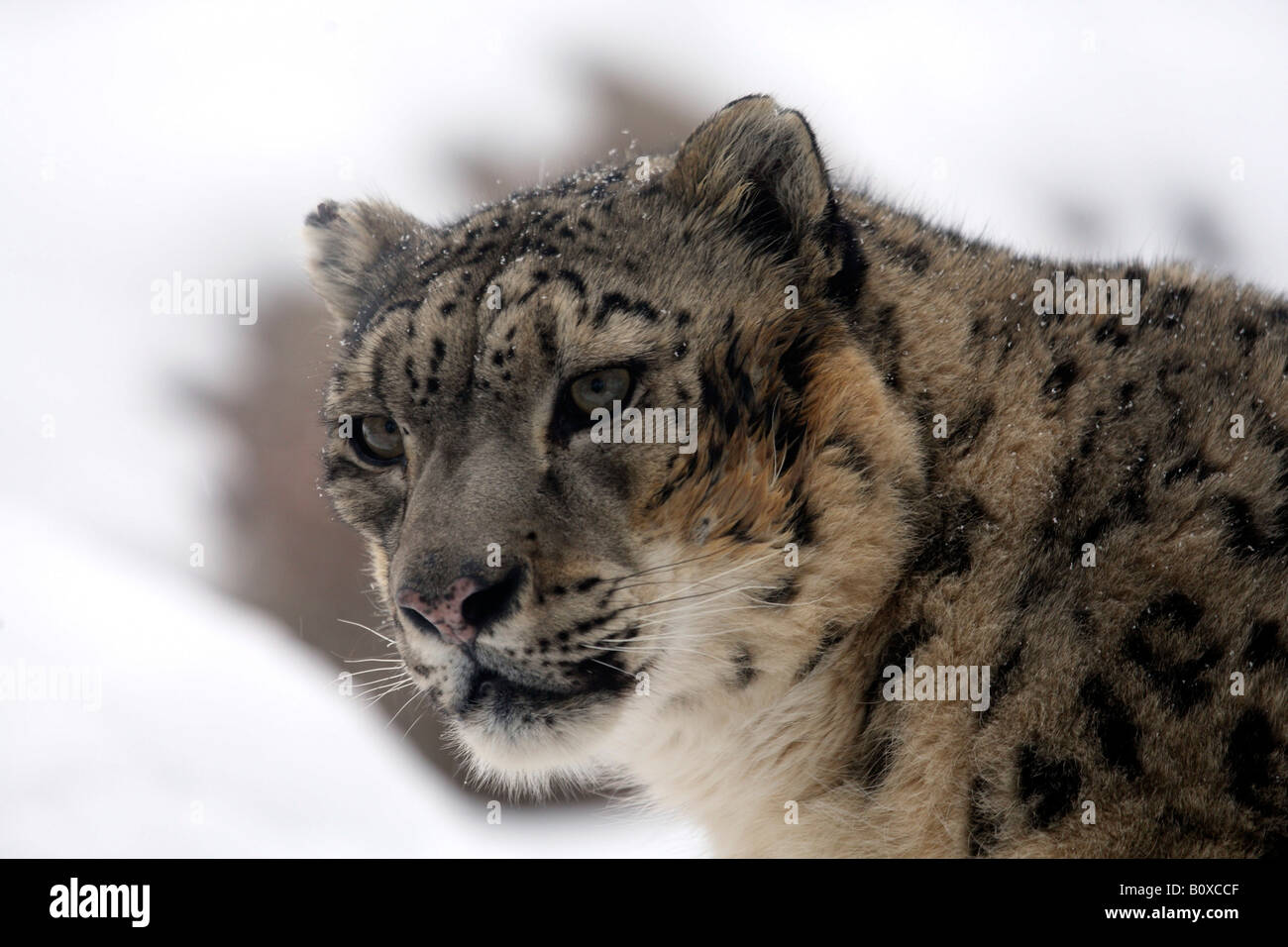 Side portrait snow leopard uncia hi-res stock photography and images ...