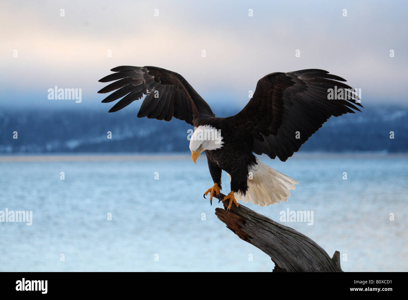 Bald eagle landing on branch hi-res stock photography and images - Alamy